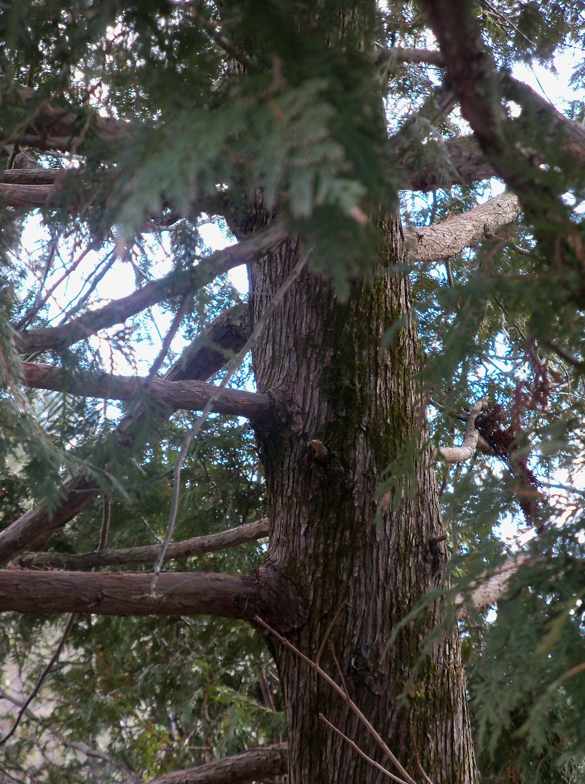 Plant Journeys: February 2012