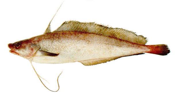 Argentina nativa: Brótola (Urophycis brasiliensis)