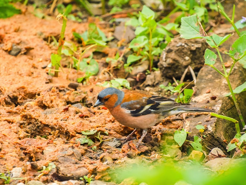 Foto: Masculul de cinteza