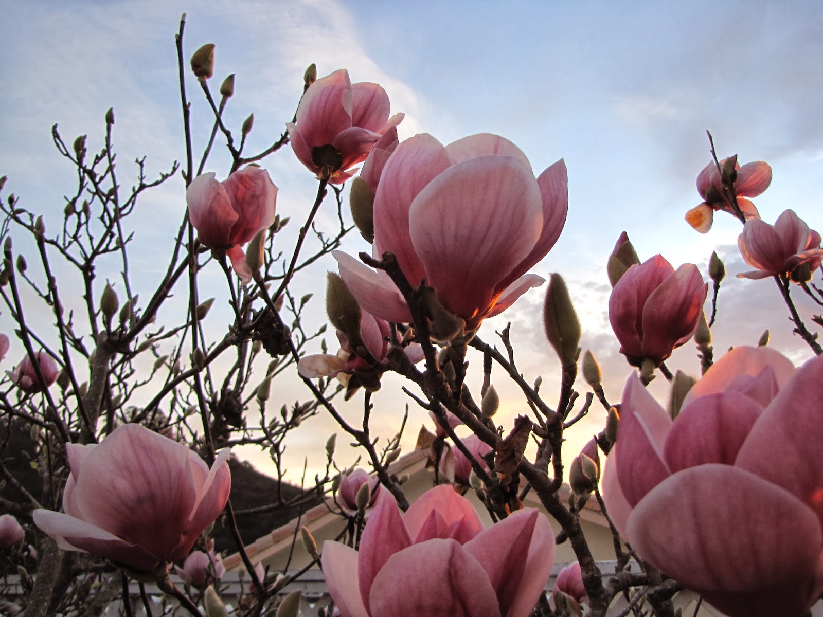 The Lotus Tree & Sunset