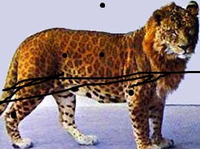 leopon lion hybrids - ANIMAL LOVERS