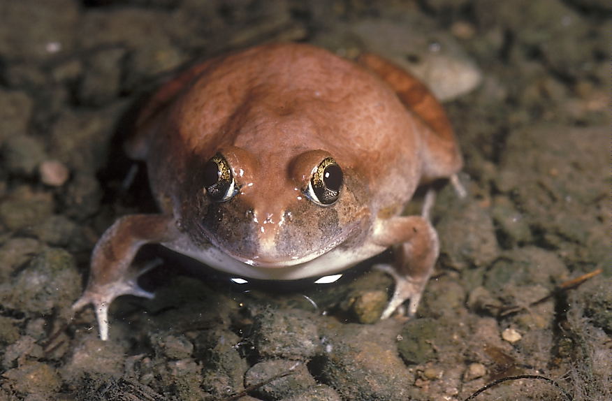 Burrowing Frog
