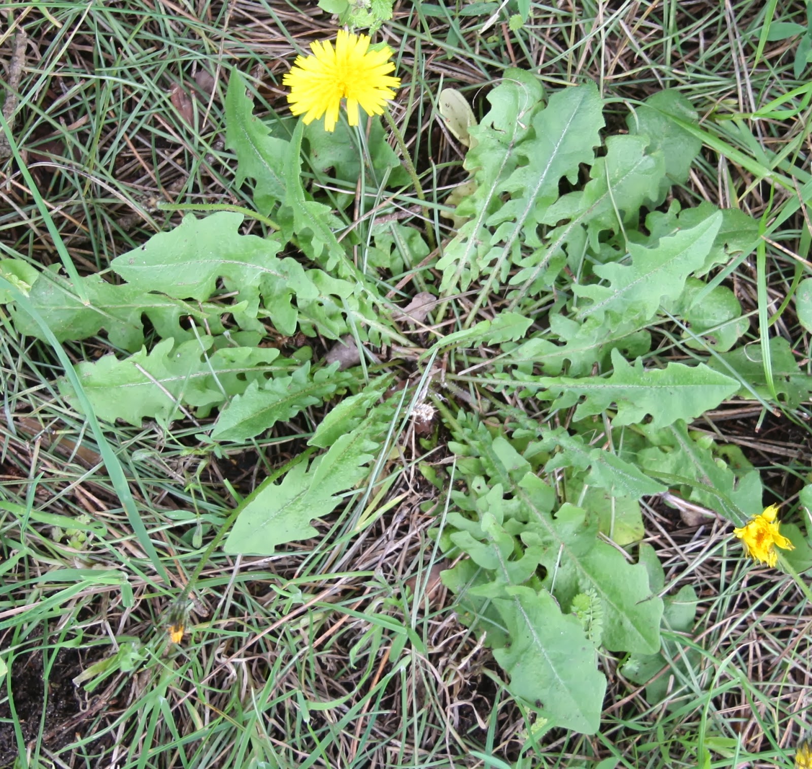 Plantas: Beleza e Diversidade: Leituga-tuberosa (Leontodon tuberosus)
