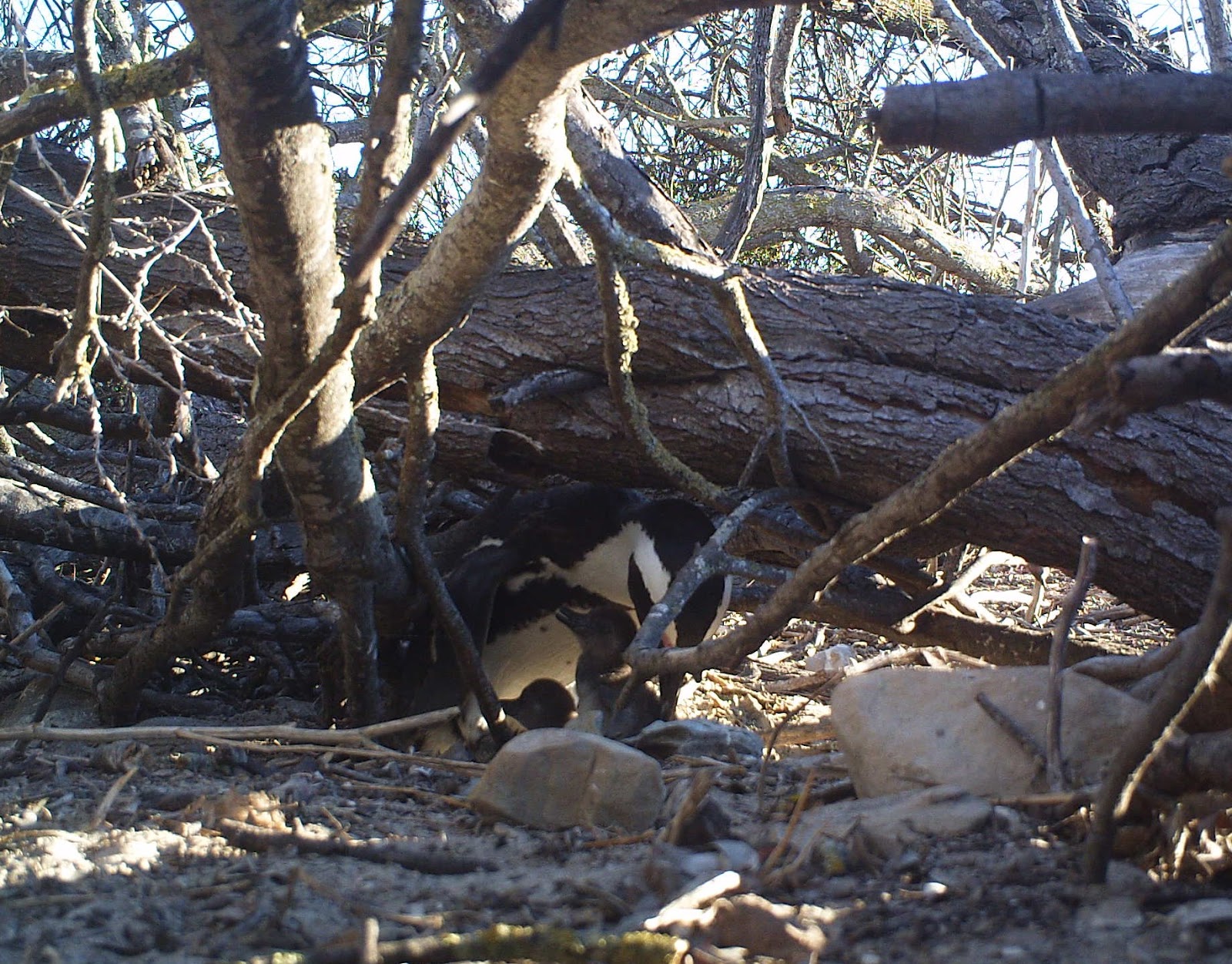 Robben Island Penguin Tracks: Nest monitoring continues
