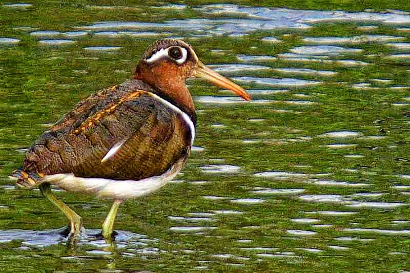 Ryukyu Life: Painted Snipe: 10 Facts and Photos