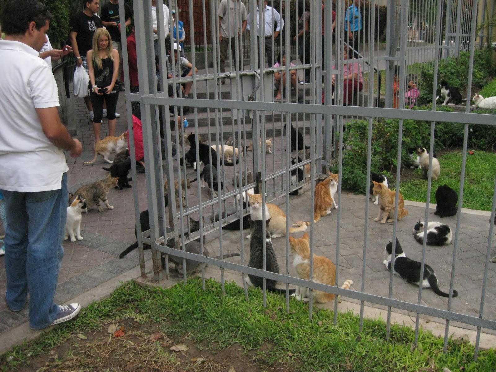 el jardín de Isula: Los gatos del Parque Kenedy