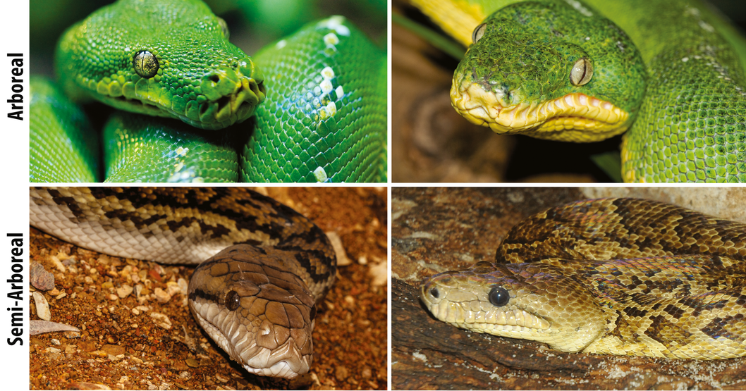 Species New to Science: [Herpetology • 2016] Parallel Selective ...