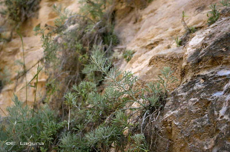 Flora Europaea: 0420 Centaurea akamantis