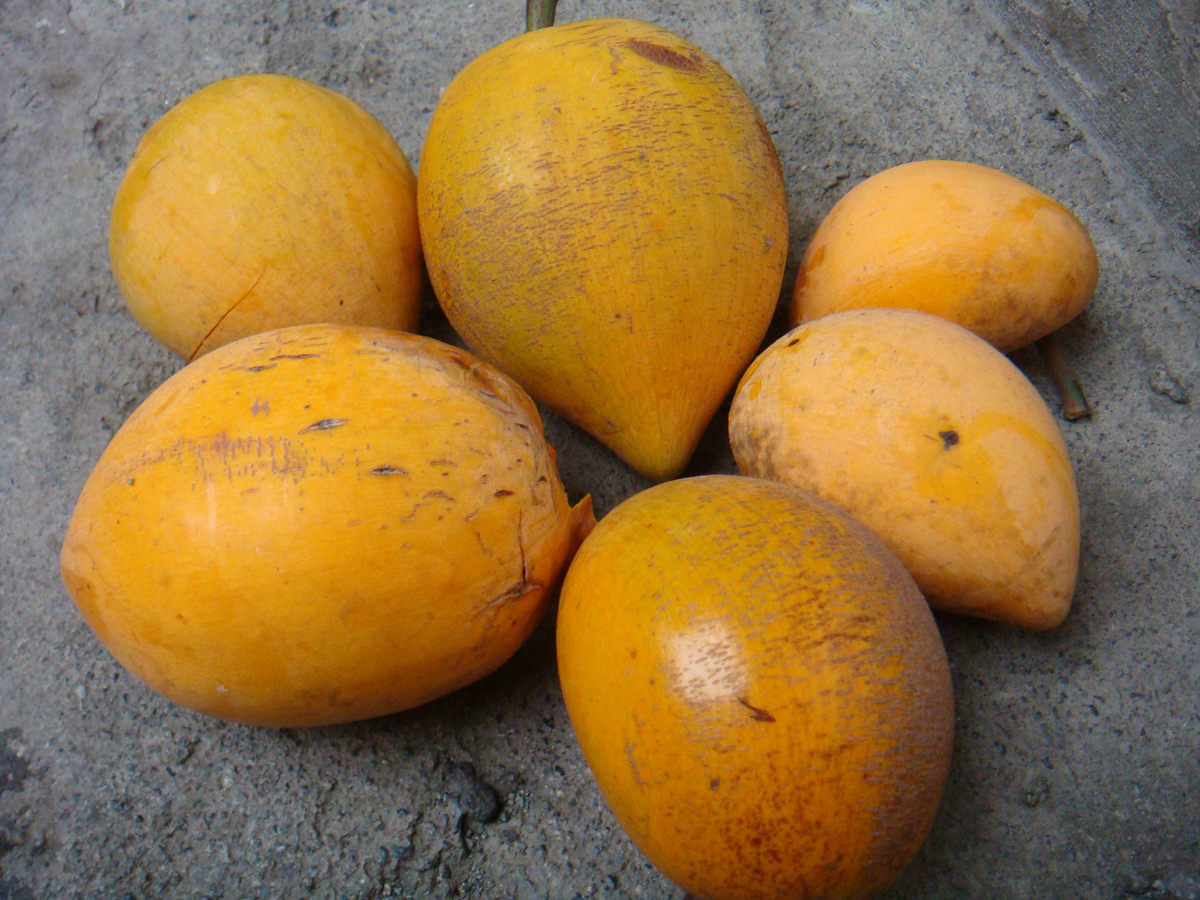 ChamoruBoy: Gi Annai Dumådångkulu Yu'