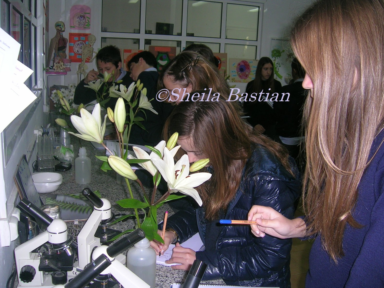 Science Magazine: IDENTIFYING THE PARTS OF FLOWERS