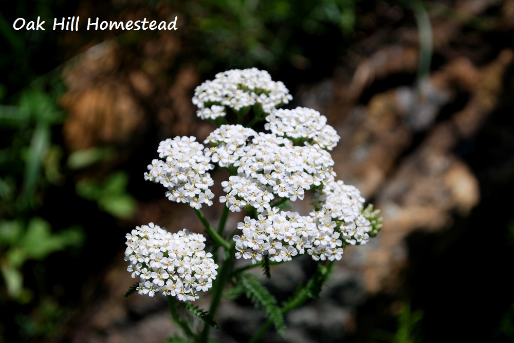 How To Forage, Harvest and Dry Yarrow - Oak Hill Homestead