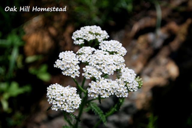How To Forage, Harvest and Dry Yarrow - Oak Hill Homestead