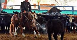 CAVALLI: Monta Western, Razze, Caratteristiche...: WORKING COW HORSE