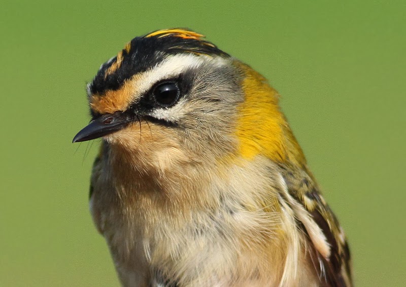 birdmanofgateshead: Rare & Scarce Birds