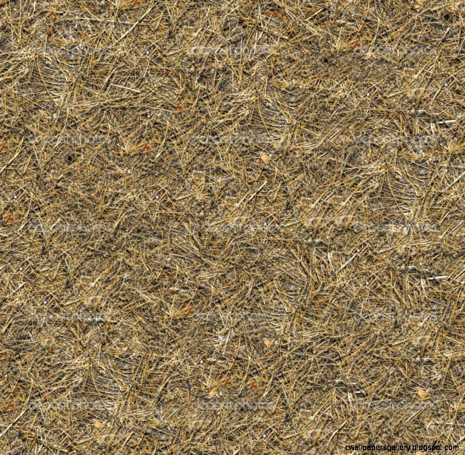 Prairie Grass Texture | Wallpapers Gallery