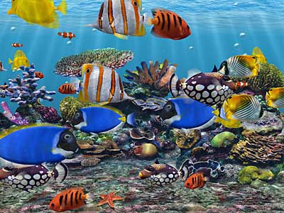 World's All Amazing Things, Pictures,Images And Wallpapers: Fish In ...