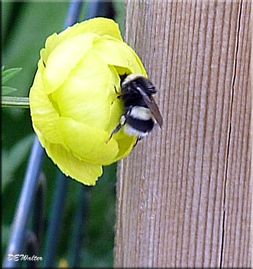 The Home Bug Garden: Bee-learned, not Bee-clowned: White-tailed Bumble ...