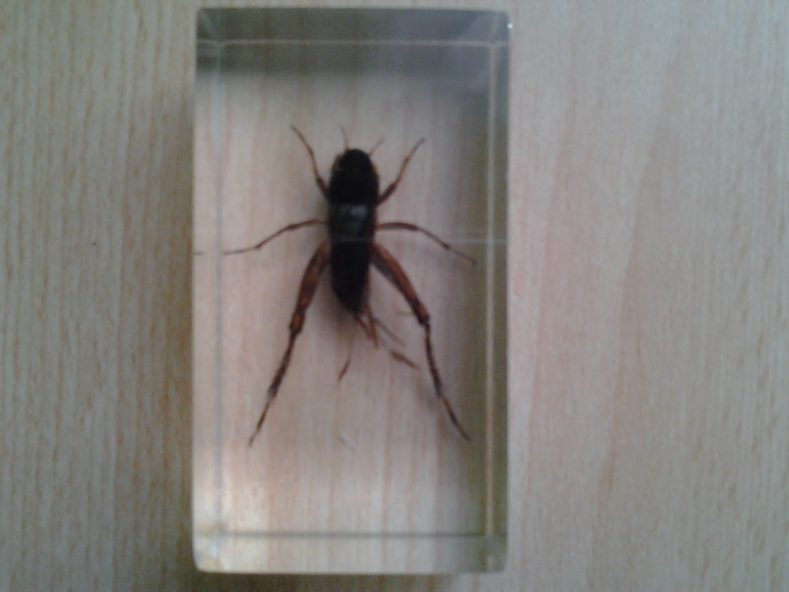 Insecte: Colectia Insecte Reale(insectele mele)