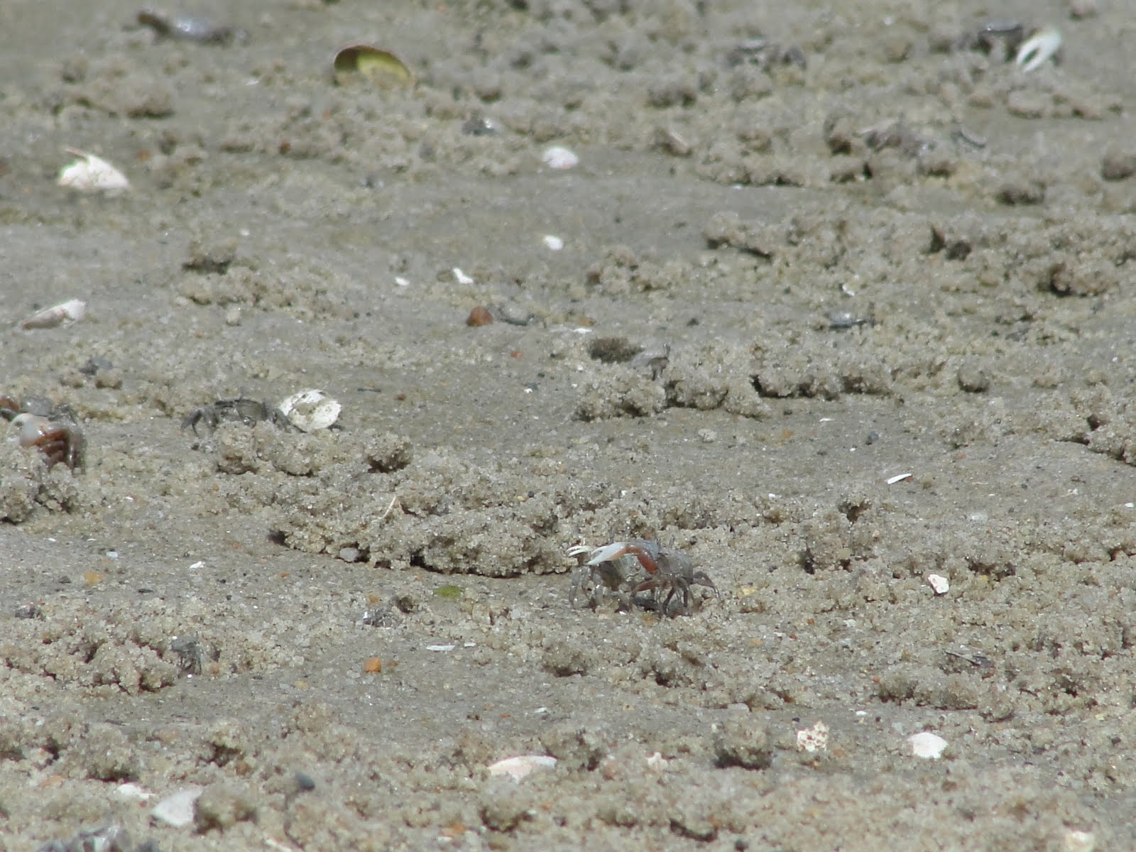 fiddler crabs | Mary Richmond's Cape Cod Art and Nature