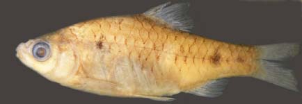 Indian Biodiversity Talks: A new barb to Puntius sp. identified from ...