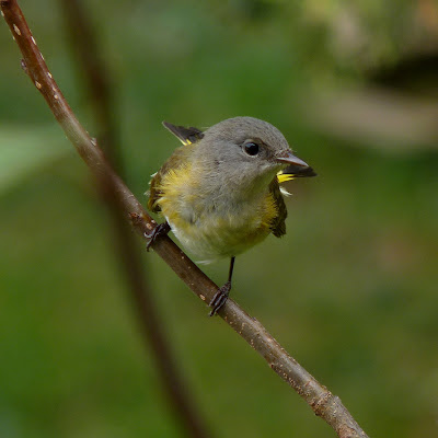 Dendroica: Birds Through My Window