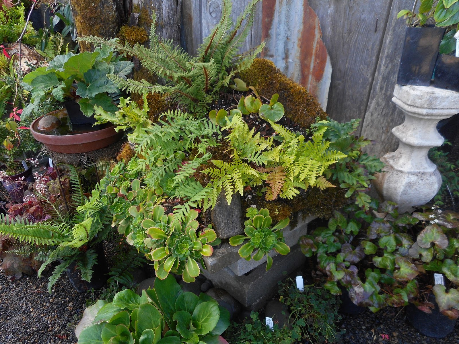 Gardening With Grace: October's Garden and a "Fern Table"