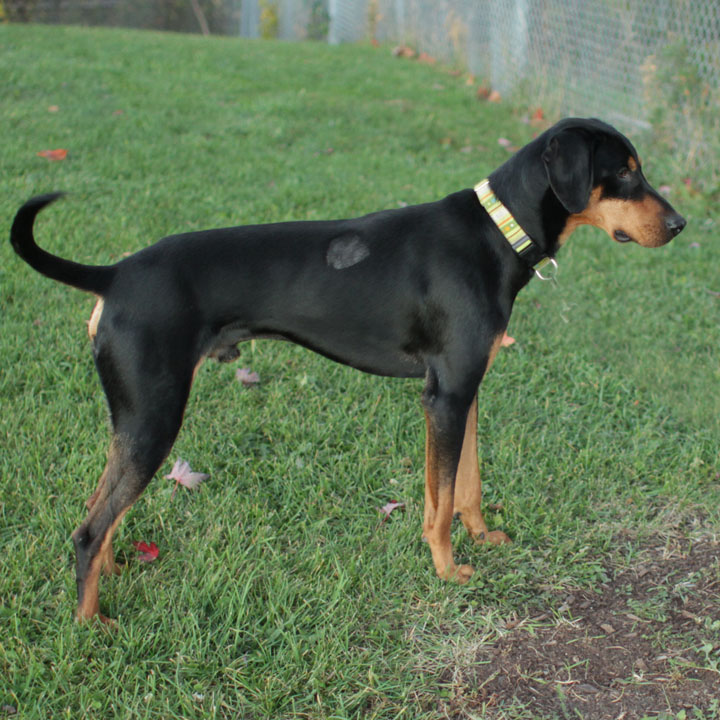 Doby - Doberman Pinscher
