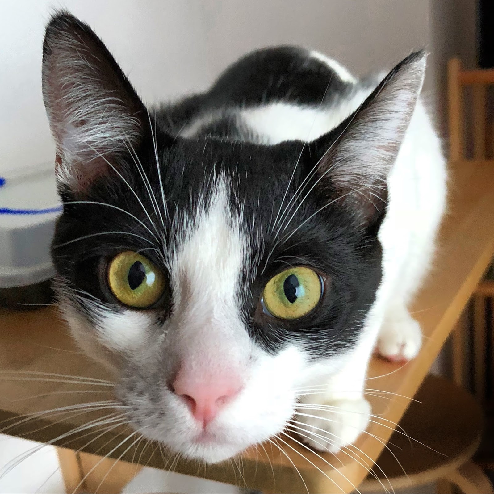 Cosas que deberías saber antes de comprar o adoptar un gato.