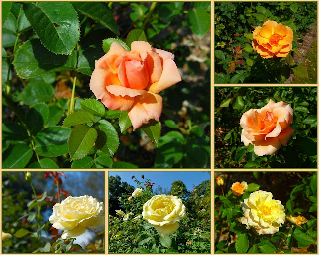 Recollections of a Vagabonde: A Rose Garden in Atlanta