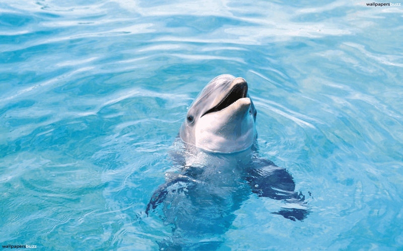 Animals World: dolphins inside water