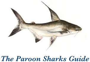 Paroon Sharks Guide: The Paroon Sharks Care Guide