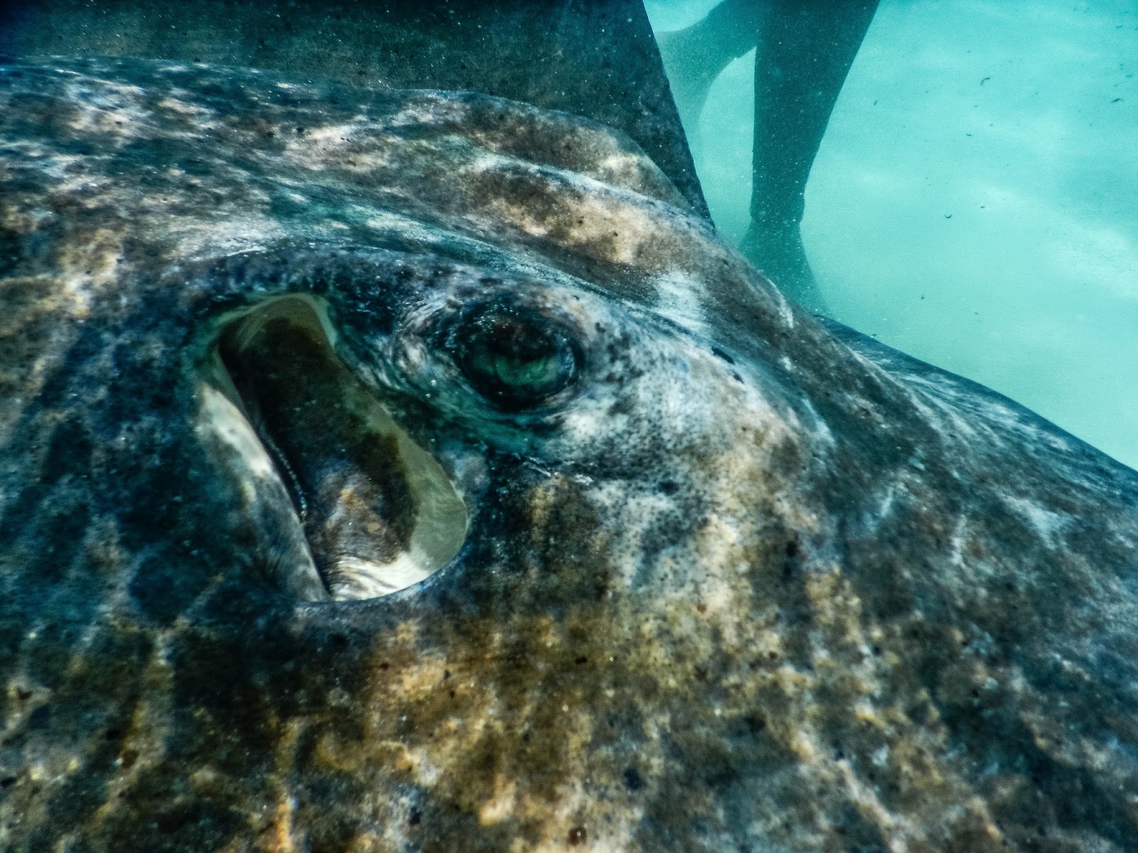Cannundrums: Southern Stingray - Antigua