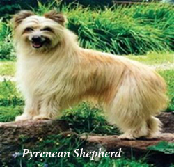 dogs Gallery: Pyrenean Shepherd the basic Information