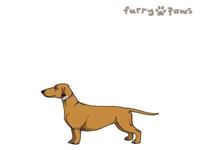 Furry-Paws Dog Breed Colors