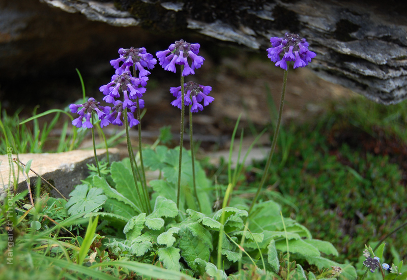 Primula lilacina vs Primula bellidifolia (P. hyacinthina) ~ Primula World
