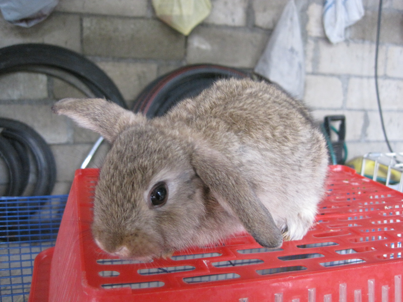 MY PETS PARADISE: arnab fuzzy loop,holland loop,teddy bear & netherland (SOLD OUT)