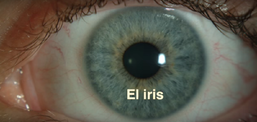 ÉRIKA MODA: LA COROIDES