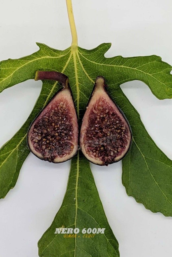 Nero 600M Fig - Var Tin