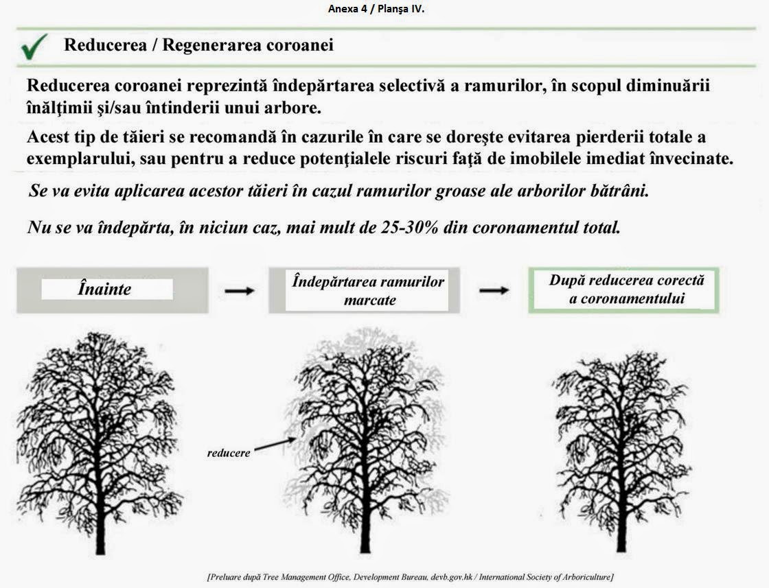 Instructiuni de ingrijire a arborilor urbani