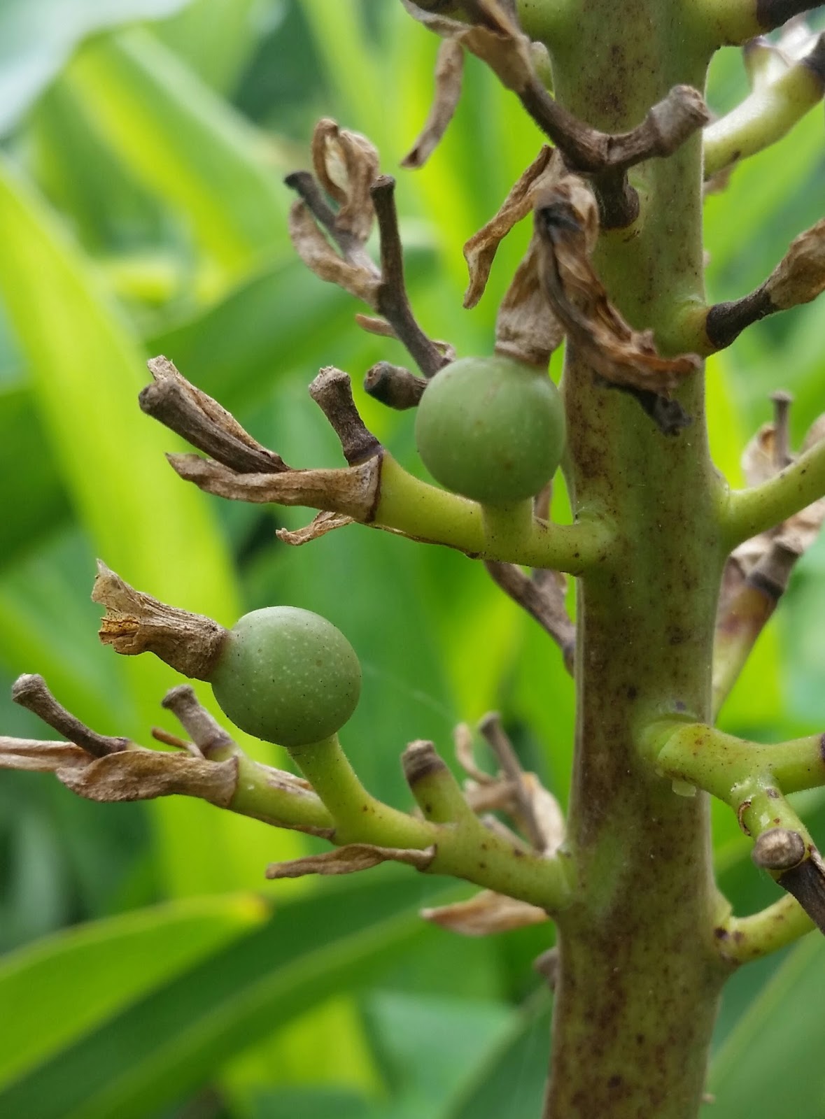 Warisan Petani: Pokok Lengkuas.