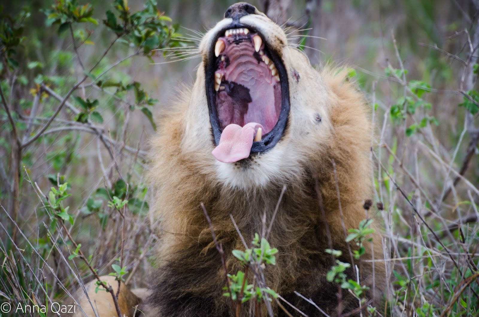 Guest Experience Highlight: Ania and Imran - Rhino River Lodge