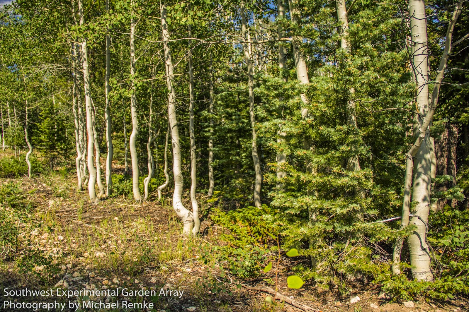 Forest-Rangeland Soil Ecology Lab: Role of soil organisms in response ...