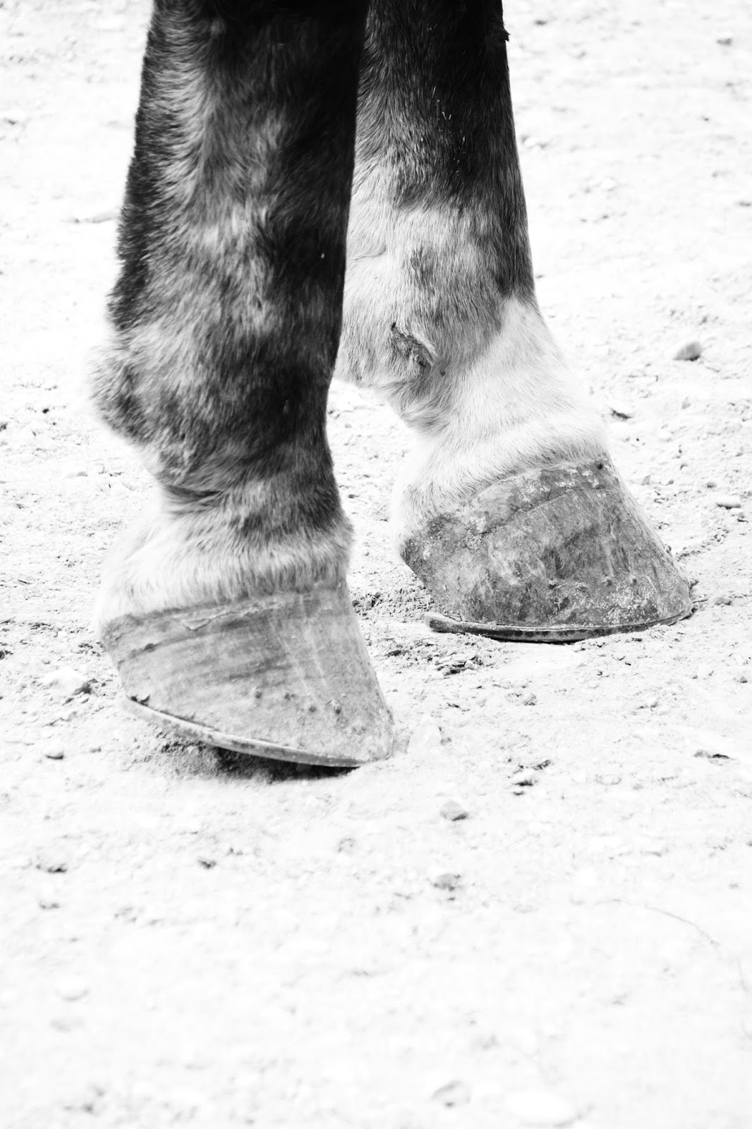 imagenes de animales de cuatro patas