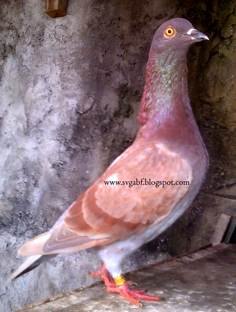 Merpati Balap SvGA Bird Farm: "SAKTI"
