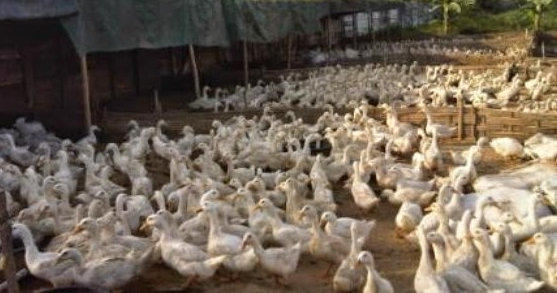 Budidaya Itik atau Bebek Petelur - Budidayapertan
