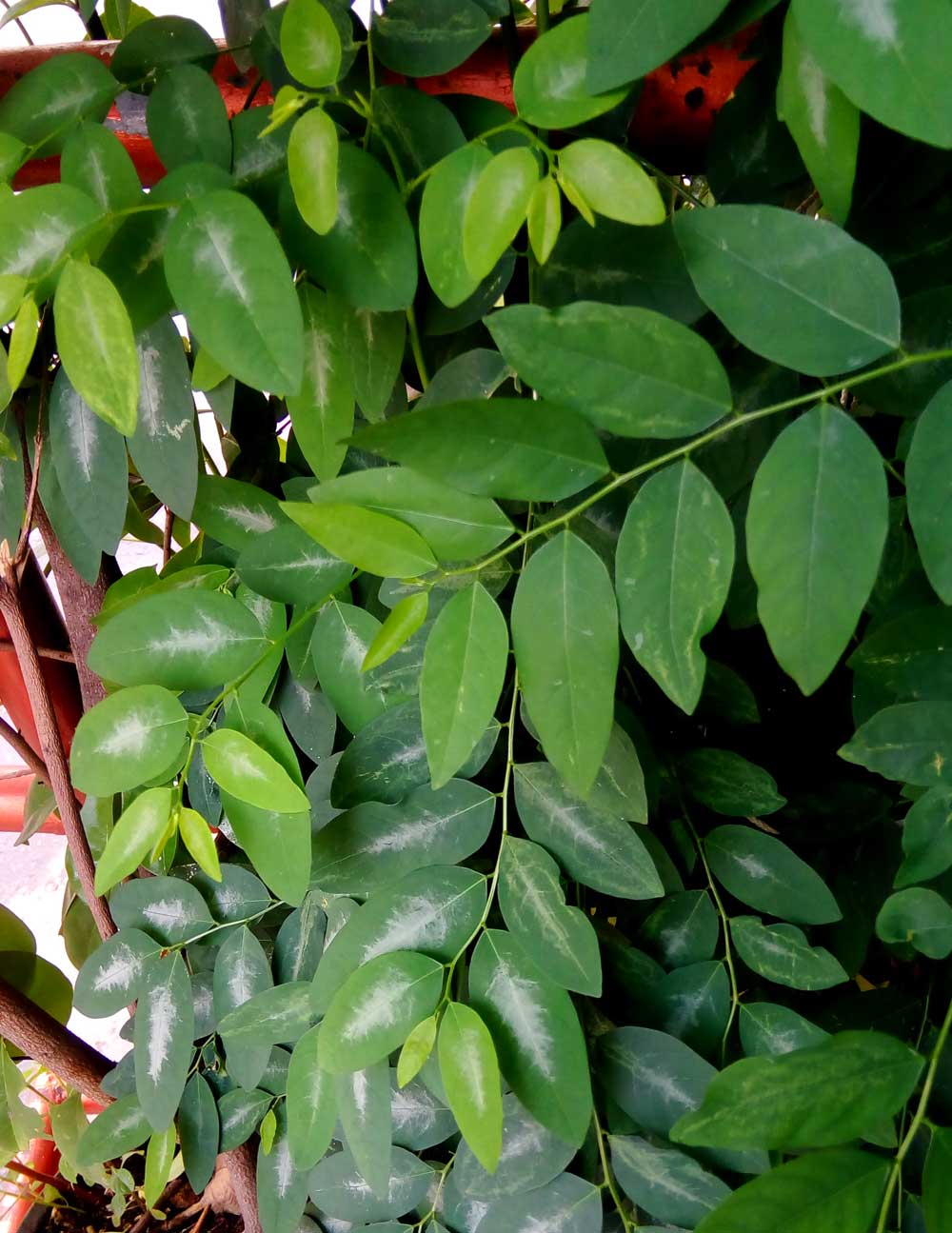 Katuk (Sauropus androgynus),