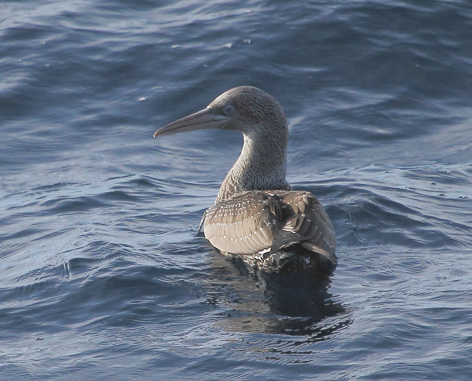 AVESANTURTZI: Aves marinas con Avescantabricas