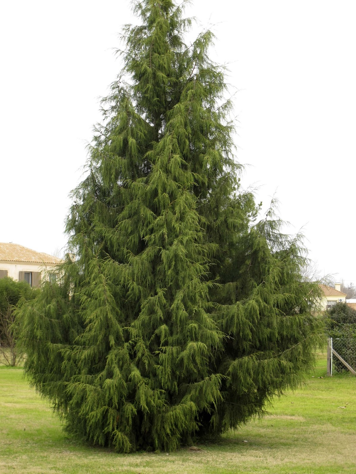 En el jardin: coníferas perennes