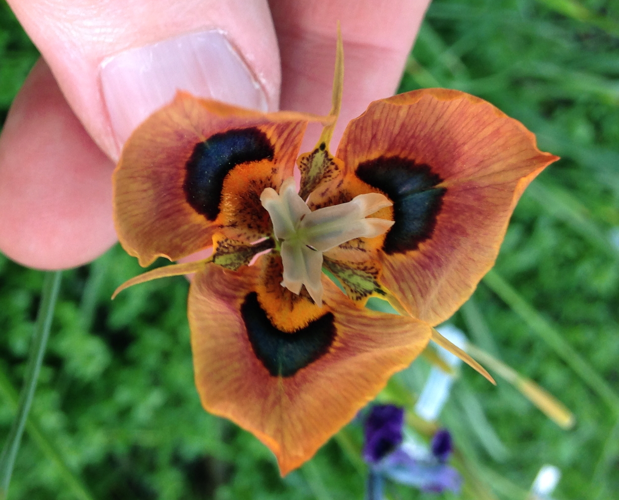 Growing Cool Plants: New Moraea Hybrids, 2016