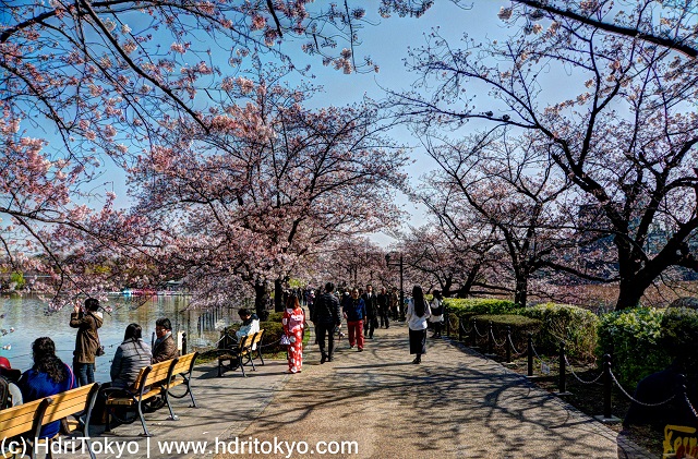 HdriTokyo: Cherry Blossoms along the Promenade through Shinobazu Pond